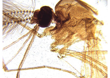 Slide – Mosquito Male, Whole Mount - MTA Catalogue