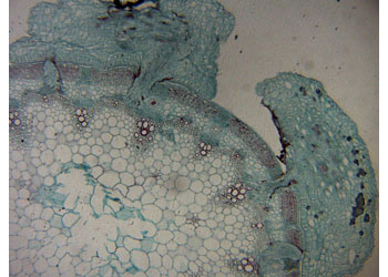 Slide – Cuscuta Doddoer Through Haustorium - MTA Catalogue