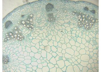 Slide – Helianthus Old Stem TS - MTA Catalogue