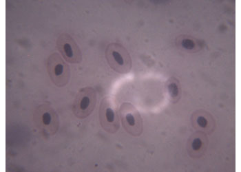 Slide – Frog Blood Smear - MTA Catalogue