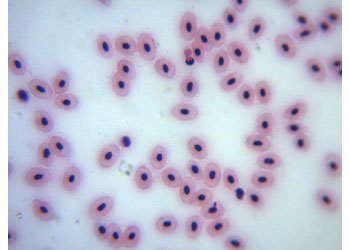 Slide – Blood Reptile Smear - MTA Catalogue