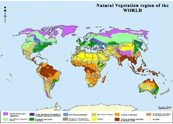 Chart – Vegetation World Map – 120x85cm - MTA Catalogue