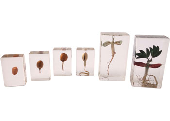 Plant and Animal Life Cycle Kit - MTA Catalogue