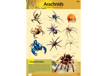 Arachnids Timeline