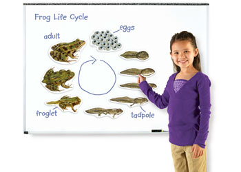 Deadly Science – Life Cycles Kit - MTA Catalogue