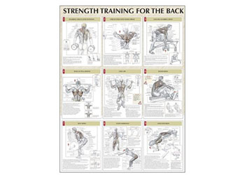 Strength Training Poster - Back - MTA Catalogue