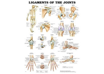 Laminated Chart-Ligaments of the Joints - MTA Catalogue