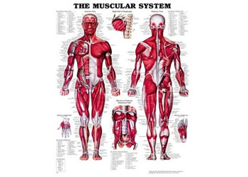 Laminated Chart – The Muscular System - MTA Catalogue